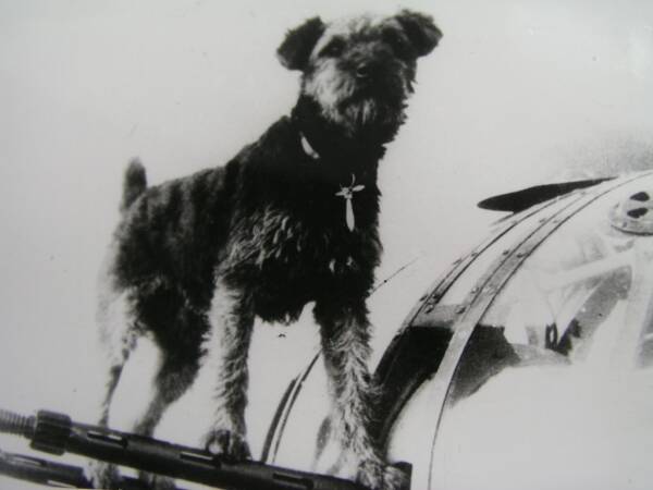 Mascot of the Month: Ciapek - 305 Squadron Mascot - Aquila Polonica