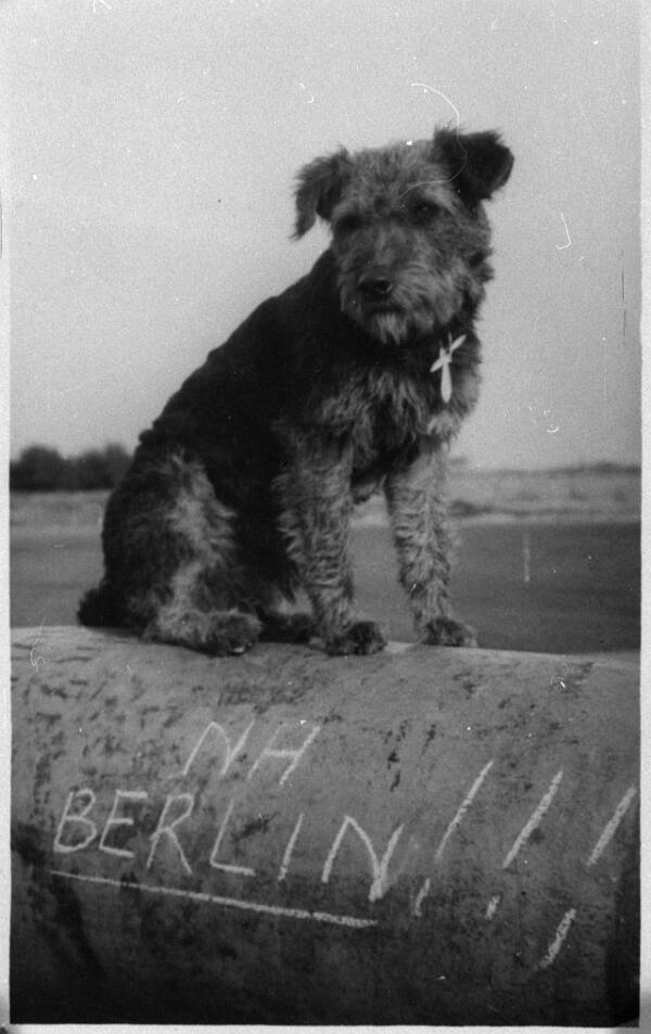 Mascot of the Month: Ciapek - 305 Squadron Mascot - Aquila Polonica