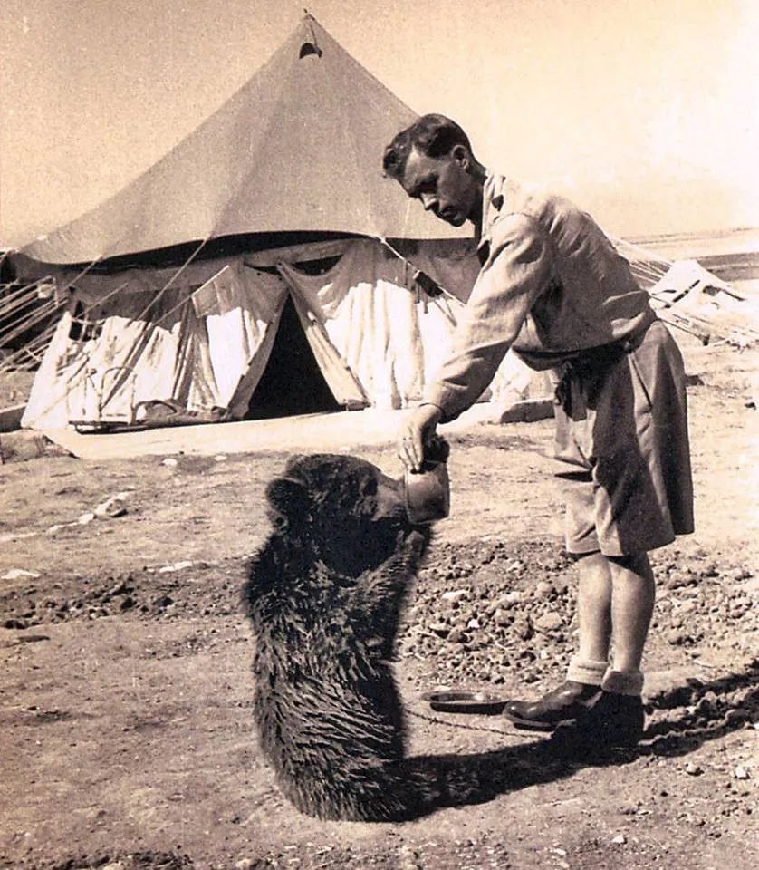 Mascot of the Month: Wojtek the Soldier Bear - Aquila Polonica